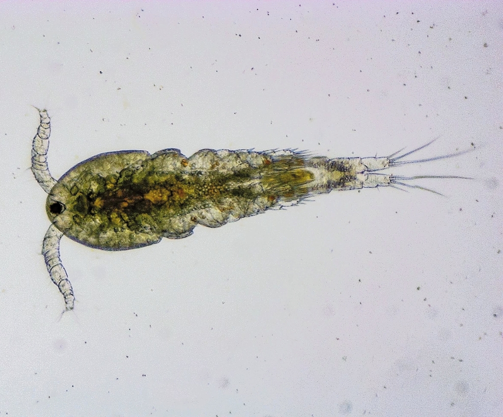 Cyclopoid Copepods from Villanueva del Trabuco, 29313, Málaga, España ...