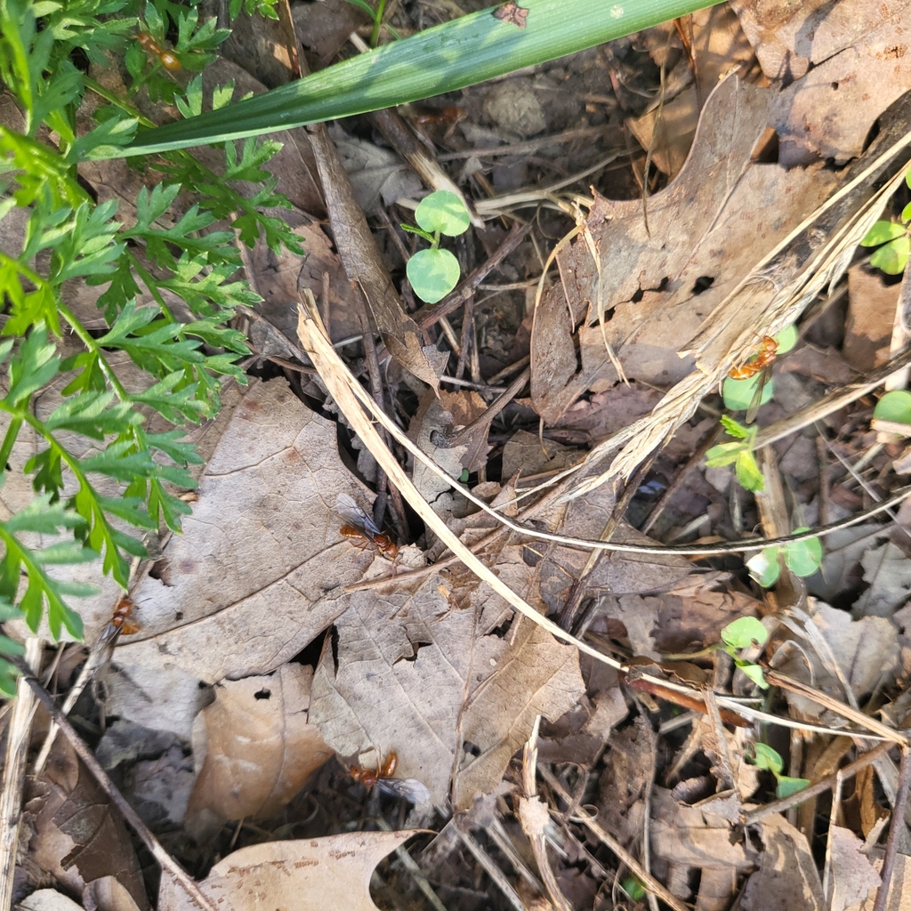 Something from Pleasant Township, IN, USA on June 11, 2025 at 06:42 PM ...
