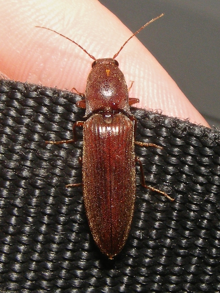 Ctenicera pyrrhos (Putnam County Site Observations - Fishflies ...