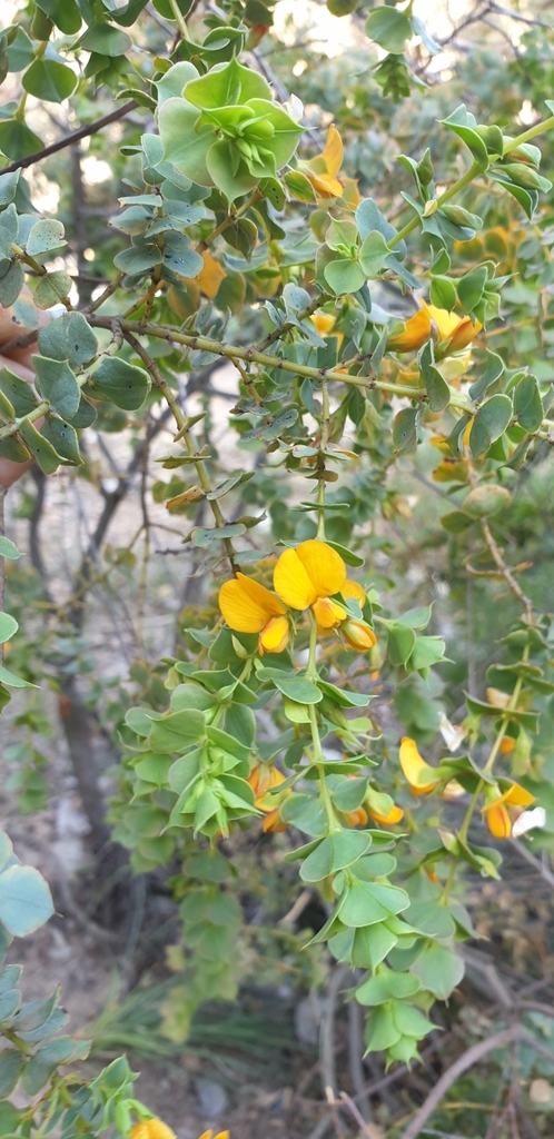 spiny bush-pea from Little Billabong NSW 2644, Australia on October 3 ...