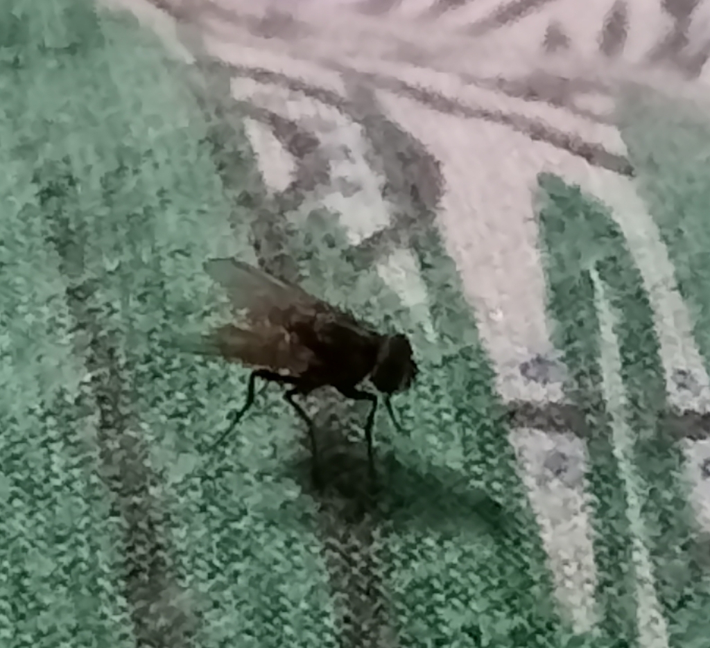 Common House Fly from Kumarghat on January 14, 2024 at 10:03 AM by ...