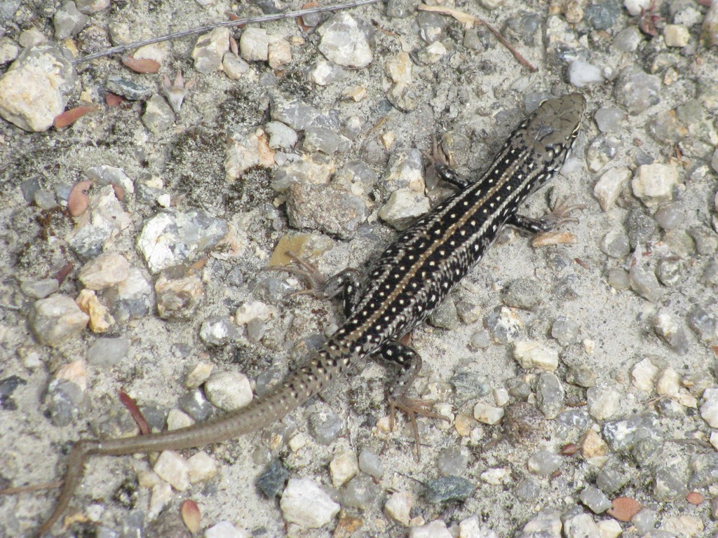White's Rock-skink (Bowen Mountain bioblitz guide to reptiles ...
