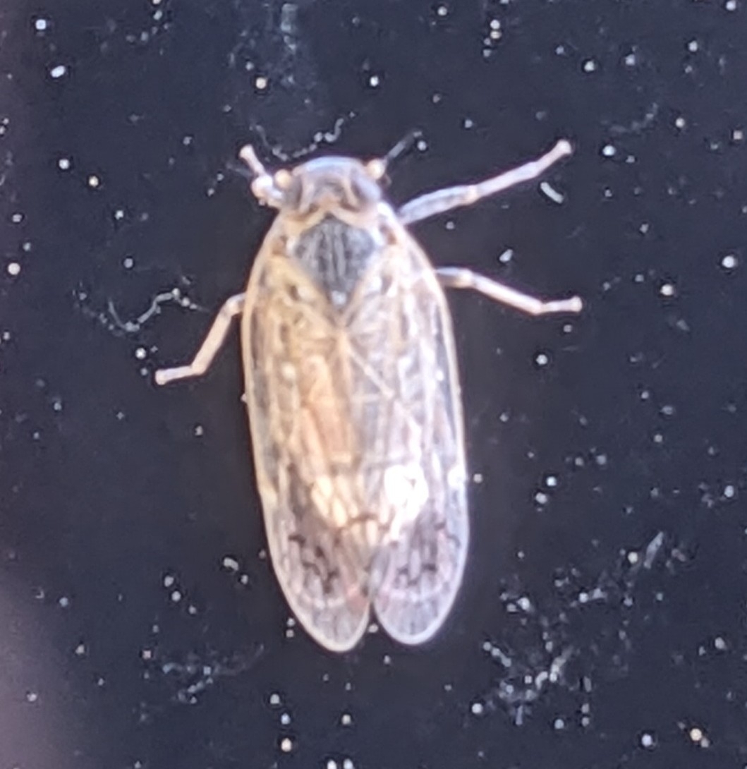 Reptalus quinquecostatus | Insect Vectors of Plant Disease