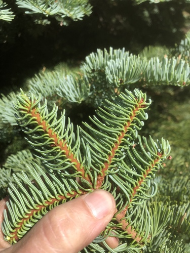 red fir (California red fir) (Handbook for the Native Trees of Oregon ...