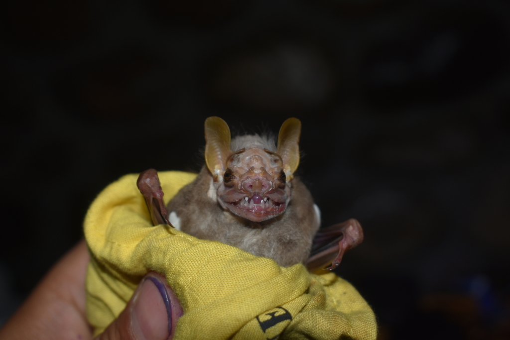 wrinkle-faced bat from Departamento de Lempira, Honduras on August 12 ...