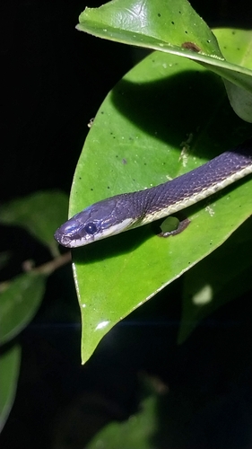 Mountain Shadow Snake (Synophis insulomontanus) - Snakes and Lizards