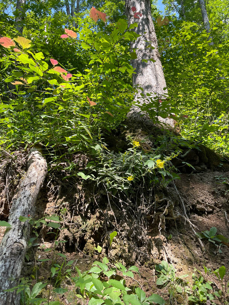 downy yellow false foxglove from 15 Mile Creek Rd, Flintstone, MD, US ...