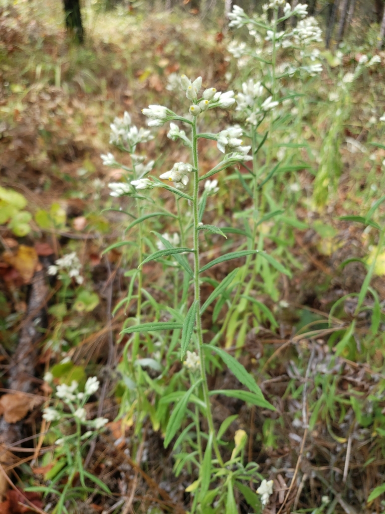 Heller's rabbit-tobacco from Escambia County, US-AL, US on October 2 ...