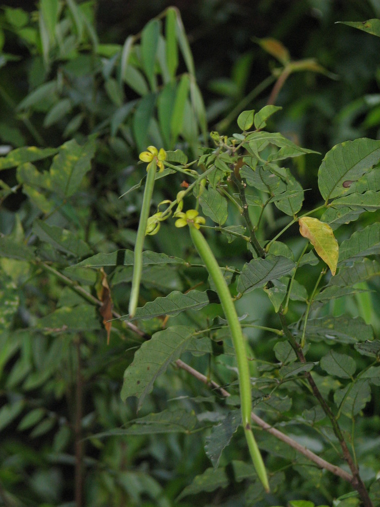 Senna undulata from Laguna, Toledo District, Belize on April 20, 2006 ...