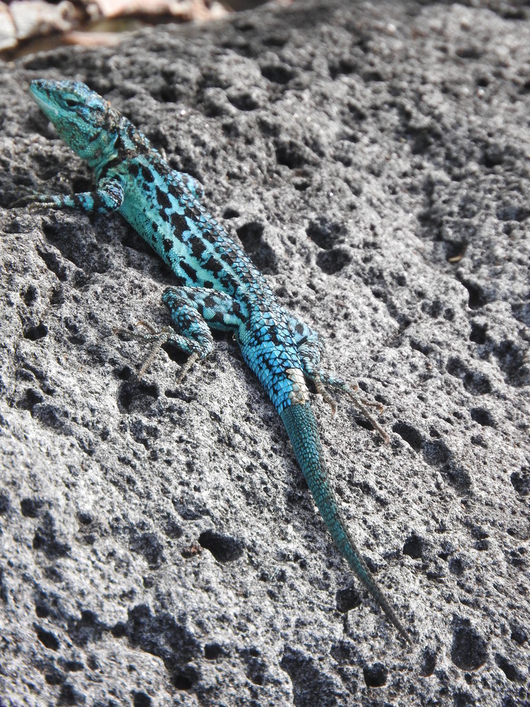 Lagartija de árbol de la isla Clarion (Biodiversidad de Reserva de la ...