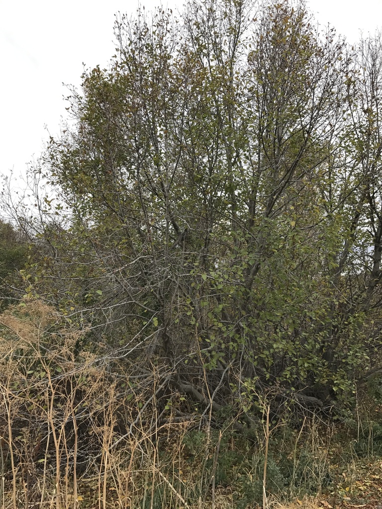 Grey Alder (Plants of Trinidad Lake State Park) · iNaturalist