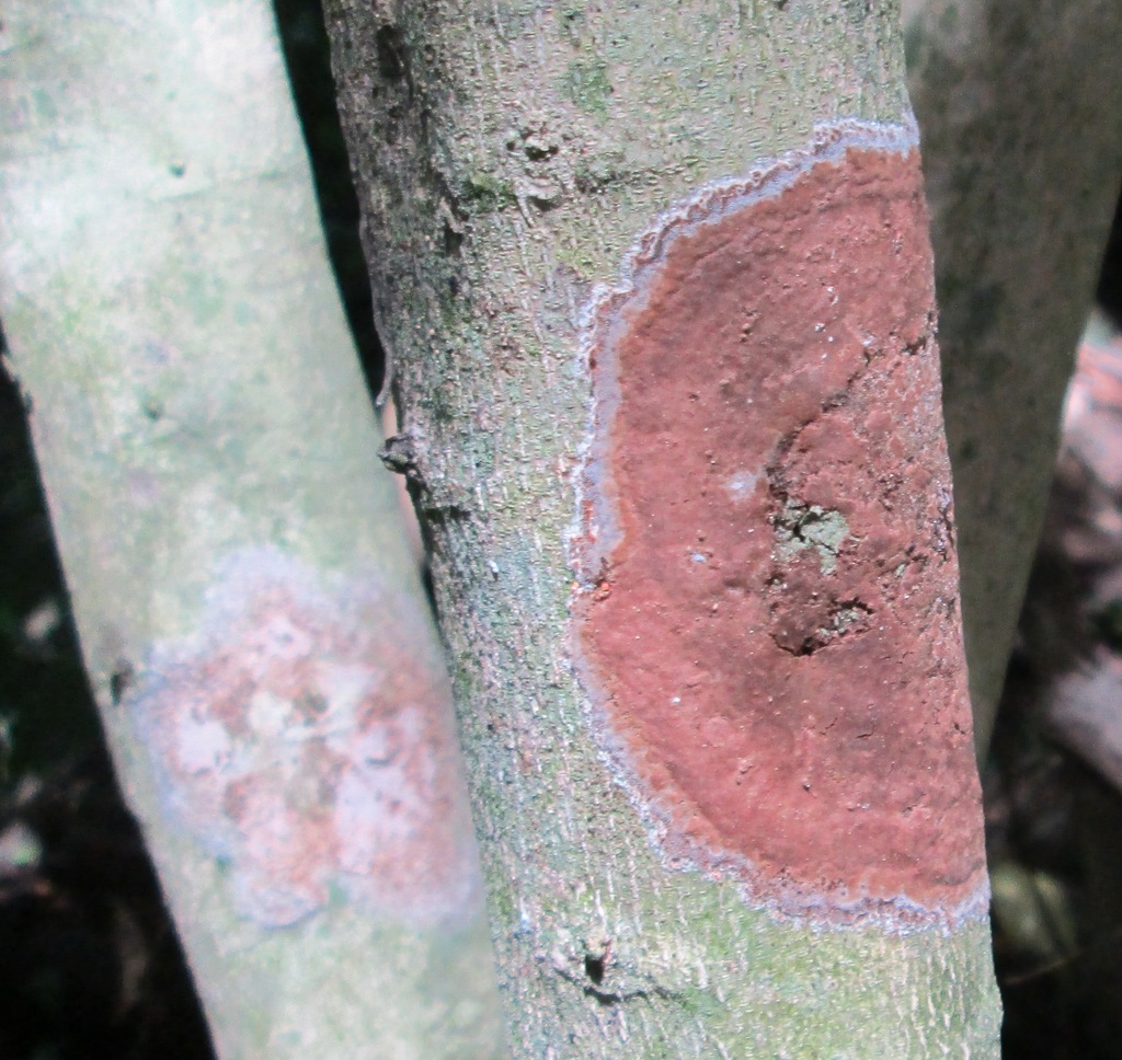 Septobasidium from Te Ahumairangi on October 3, 2019 by wild_wind ...
