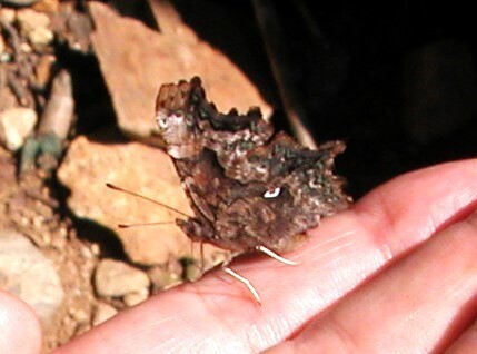 Green Comma from Hart's Location, NH, USA on August 6, 2005 at 03:37 PM ...