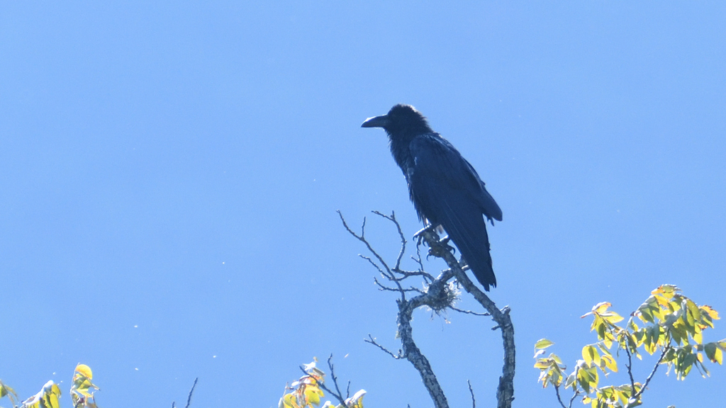 Common Raven from Santiago, N.L., México on September 26, 2019 at 09:47 ...