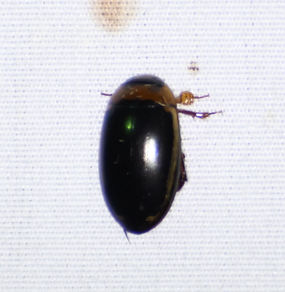 Hydaticus bimarginatus from Goliad County, TX, USA on July 2, 2025 at ...