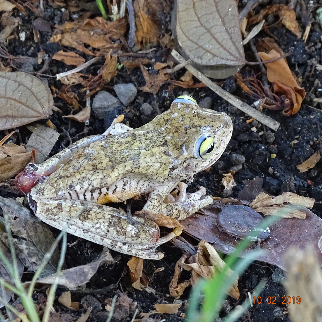 Banana Tree Dwelling Frog from IED CARLOS GIRALDO on October 2, 2019 at ...