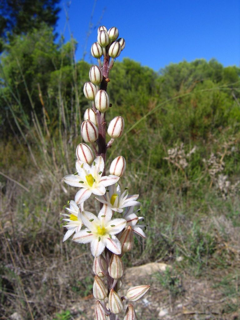 Gamón común (Flora de Valdelatas) · iNaturalist