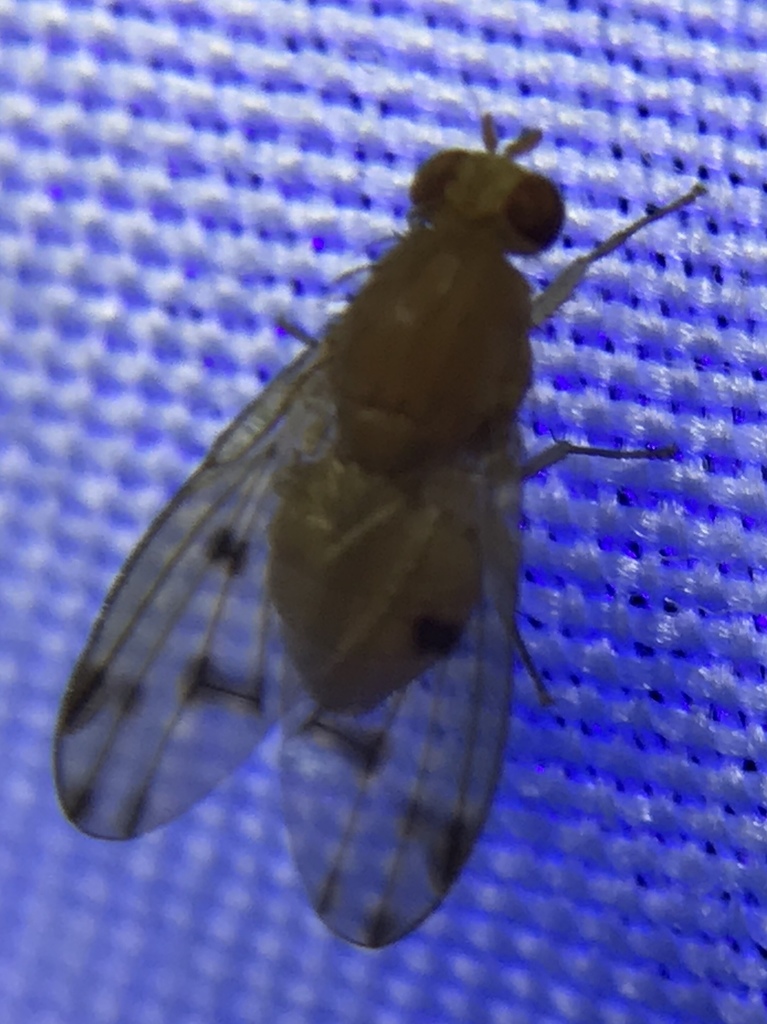 Homoneura in October 2019 by Michael Pirrello · iNaturalist