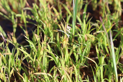 Southern watergrass (Luziola fluitans)