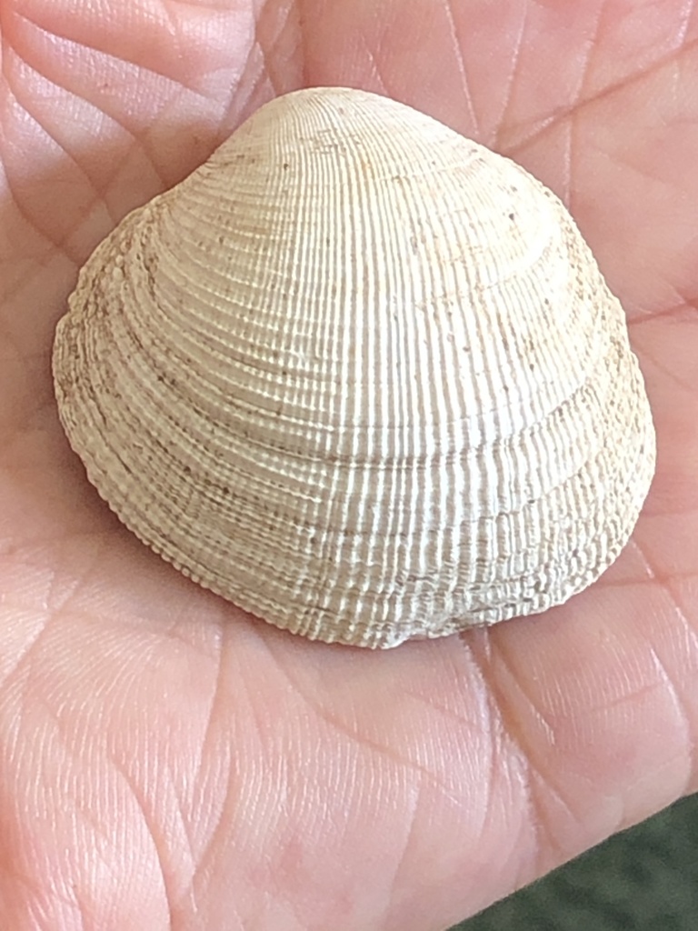 Pacific Littleneck Clam from Beacons Beach, Leucadia, CA, US on October ...