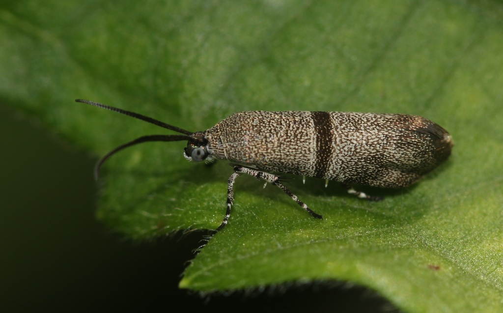 Phycodes minor from Vantherumoolai, Thavapuram, Sri Lanka on September ...