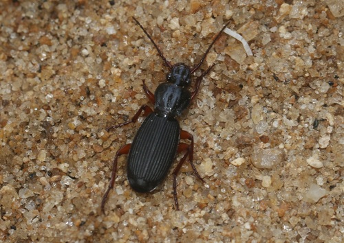 Omphra rufipes · iNaturalist