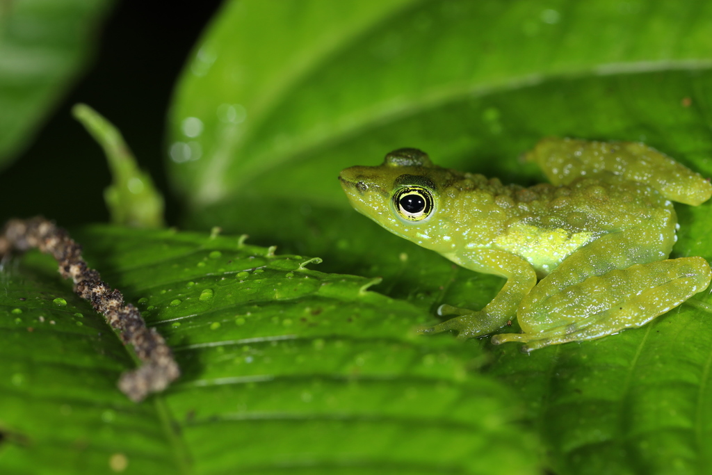 Green-spotted Foot-flagging Frog from 馬來西亞沙巴擔布南縣邮政编码: 89650 on August 3 ...