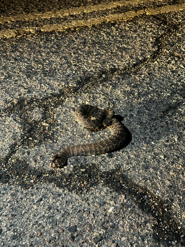 Mojave Rattlesnake (Crotalus scutulatus) - Snakes and Lizards