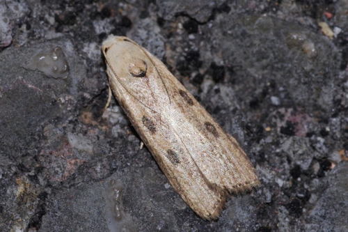 Tirathaba mundella · iNaturalist
