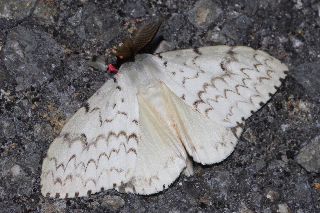 Lymantria xylina in May 2019 by Takaaki Hattori · iNaturalist
