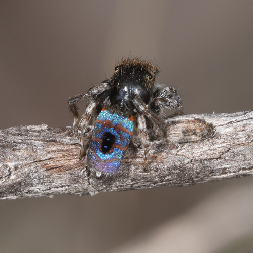 Insects Id: Maratus, Peacock Spiders