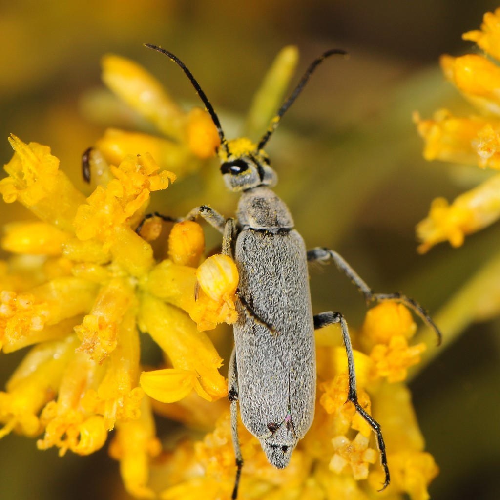 Epicauta caviceps from Clark, Nevada, United States on September 28 ...