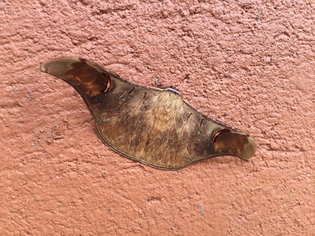 Dogoia astrica from Nagero, Democratic Republic of the Congo on October ...