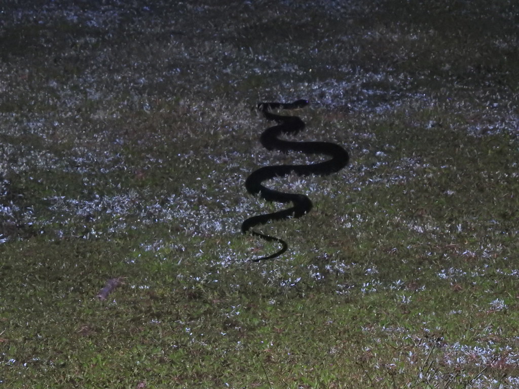 King Cobra from Itakhola Seijusa Road, Seijosa, Arunachal Pradesh ...