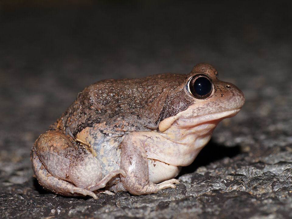 Scarlet-sided Banjo Frog from Moola QLD 4403, Australia on April 14 ...