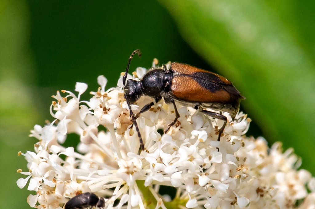Short Long-horned Beetle from Concord, NH, USA on July 3, 2025 at 09:39 ...