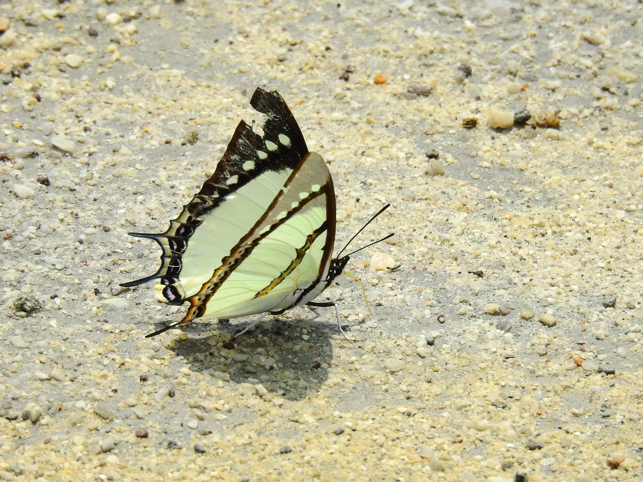 Polyura dolon (Westwood, 1848)