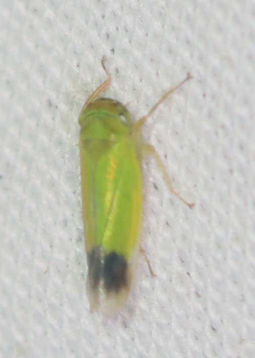 Nephotettix virescens | Insect Vectors of Plant Disease