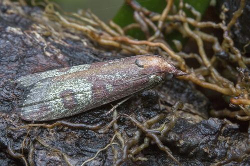 Tirathaba grandinotella · iNaturalist