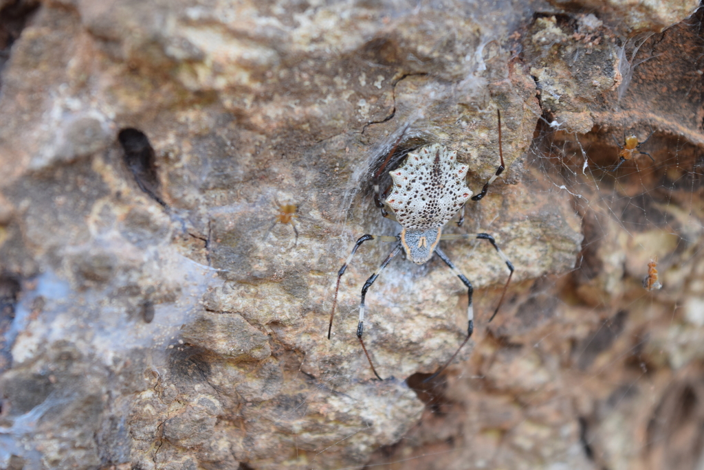 Ornamental Tree Trunk Spider from Vignana Kendra, Bengaluru, Karnataka ...
