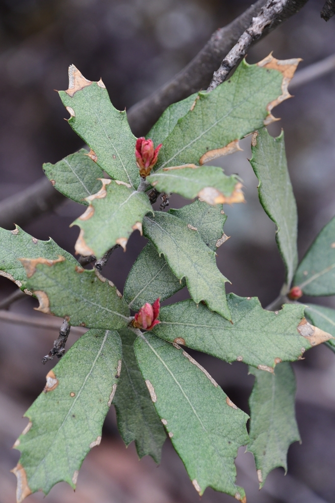 (Quercus × inconstans) - Botanical Realm