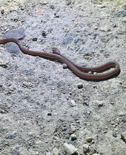 (Telescopus dhara somalicus) - Snakes and Lizards
