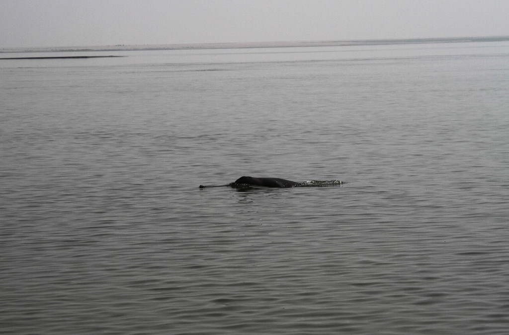 Ganges River Dolphin (Platanista gangetica) - Know Your Mammals