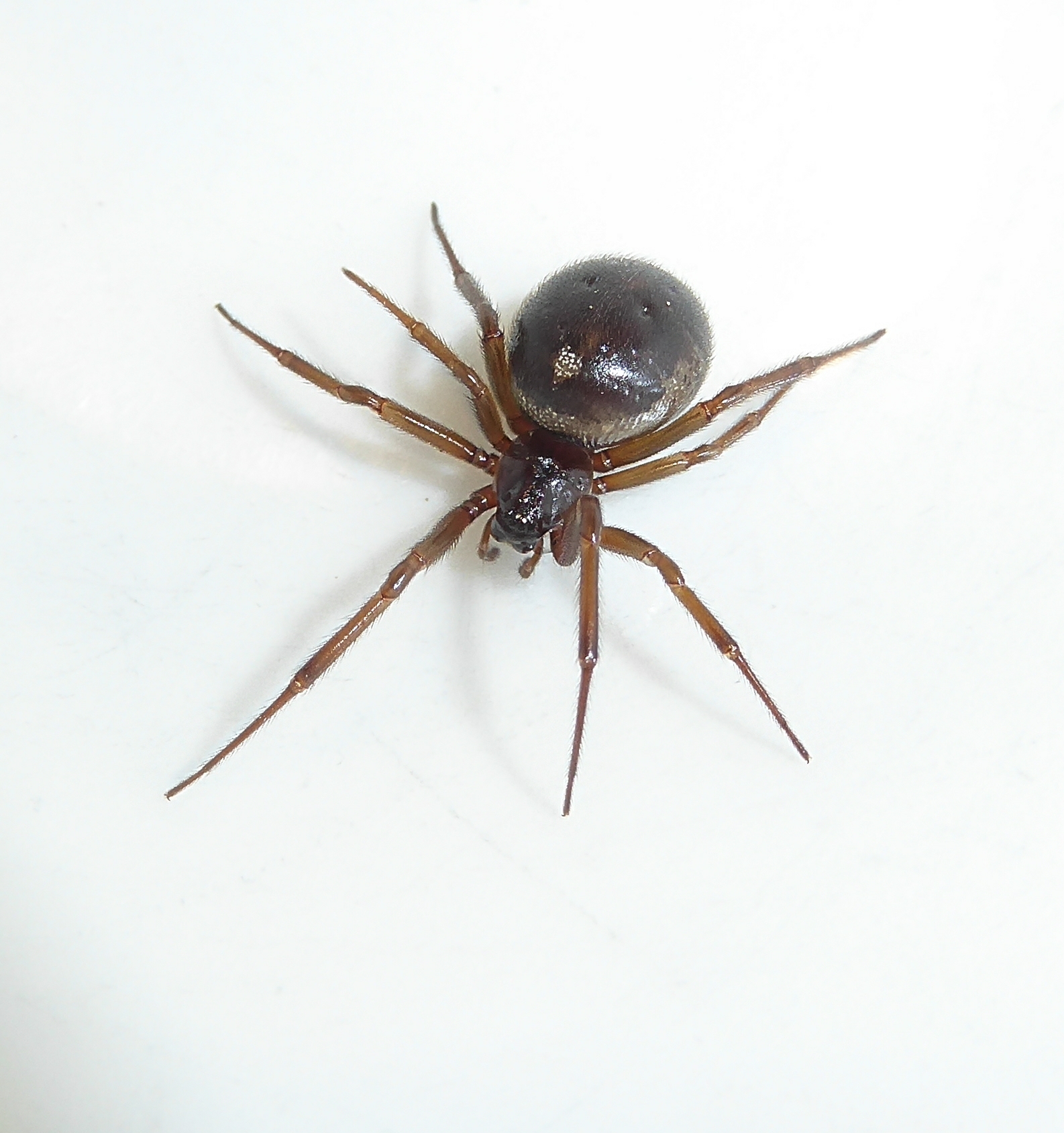 Who is this spider in Dublin Ireland? : r/whatsthisbug