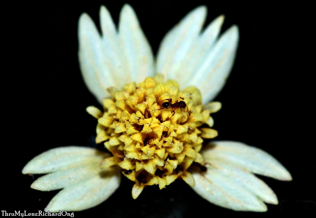 Tridax daisy in February 2019 by Richard Ong · iNaturalist