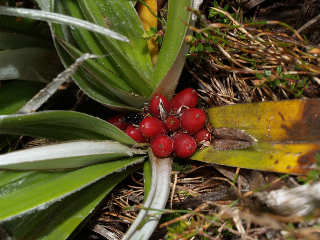 Pineapple Grass (Astelia alpina) - Botanical Realm