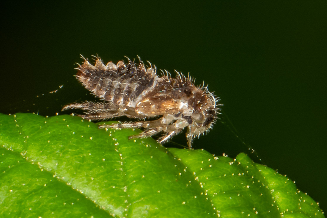 Macropsis scotti | Insect Vectors of Plant Disease