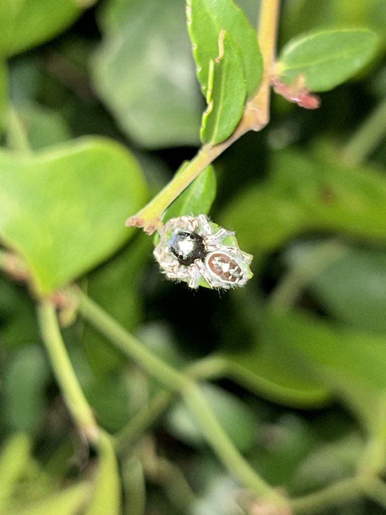 Putnam's Jumping Spider from Sea Colony Dr, Duck, NC, US on July 4 ...