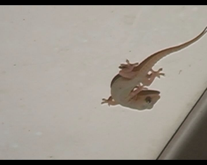 Asian House Gecko from Ancon, Panama, Panama on April 5, 2002 at 08:30 ...