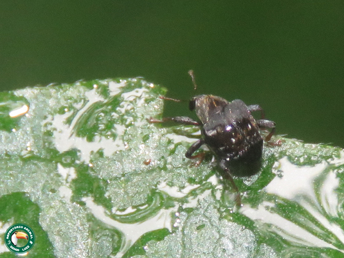 Genus Pistus · iNaturalist